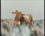 Каталог мультфильмов онлайн и для скачивания